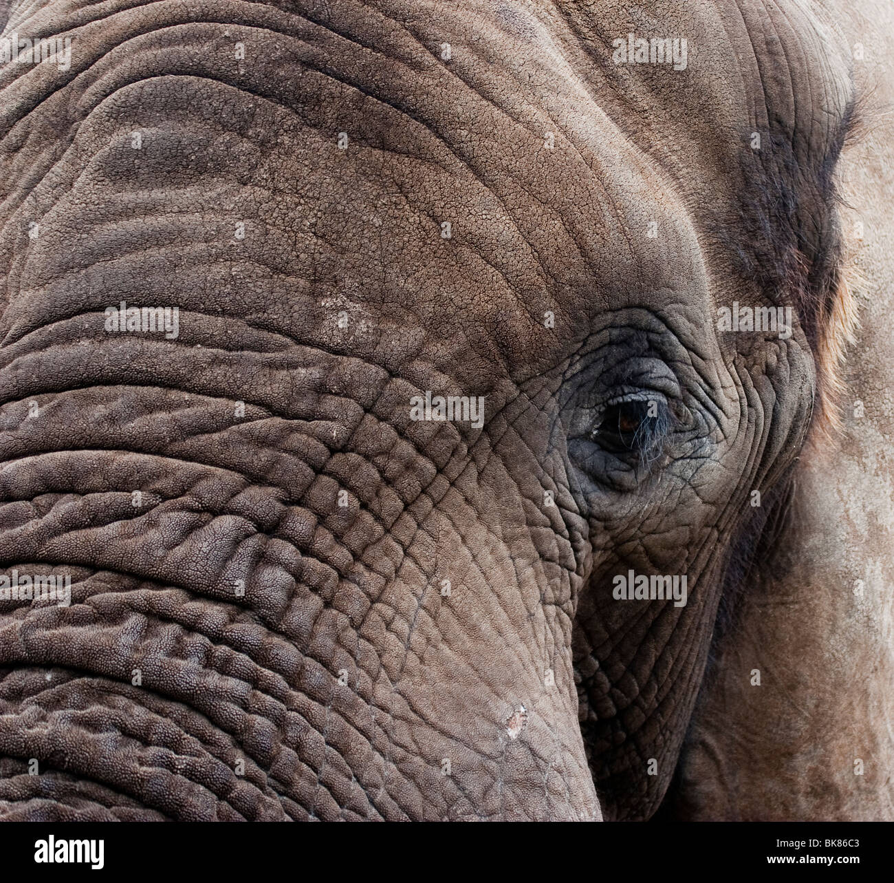 Close up of an Elephant face, with trunk, eye with skin detail Stock ...