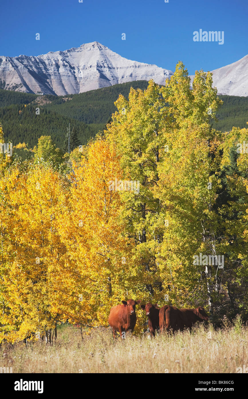 Cattle Grazing In Autumn Foliage, Alberta, Canada Stock Photo - Alamy