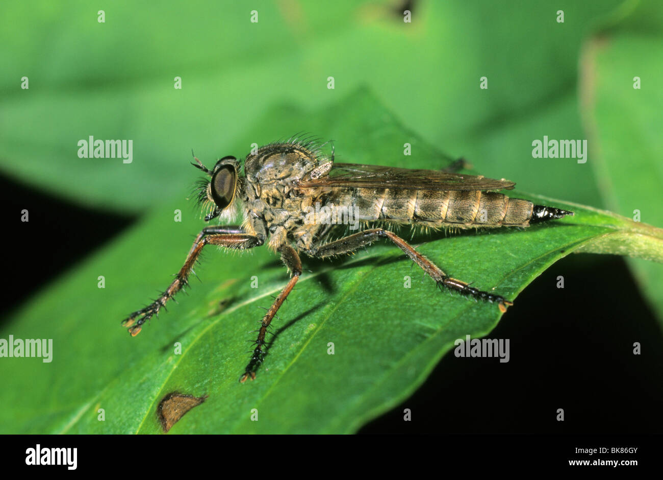Tag robber hi-res stock photography and images - Alamy