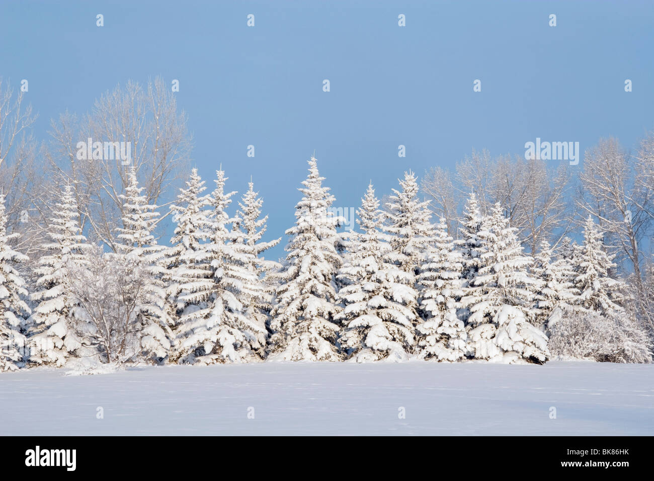 Evergreens plants hi-res stock photography and images - Alamy