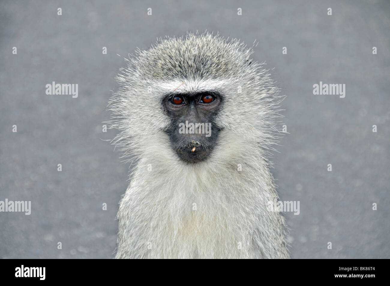 Vervet Monkey (Cercopithecus aethiops), Kruger National Park, South ...