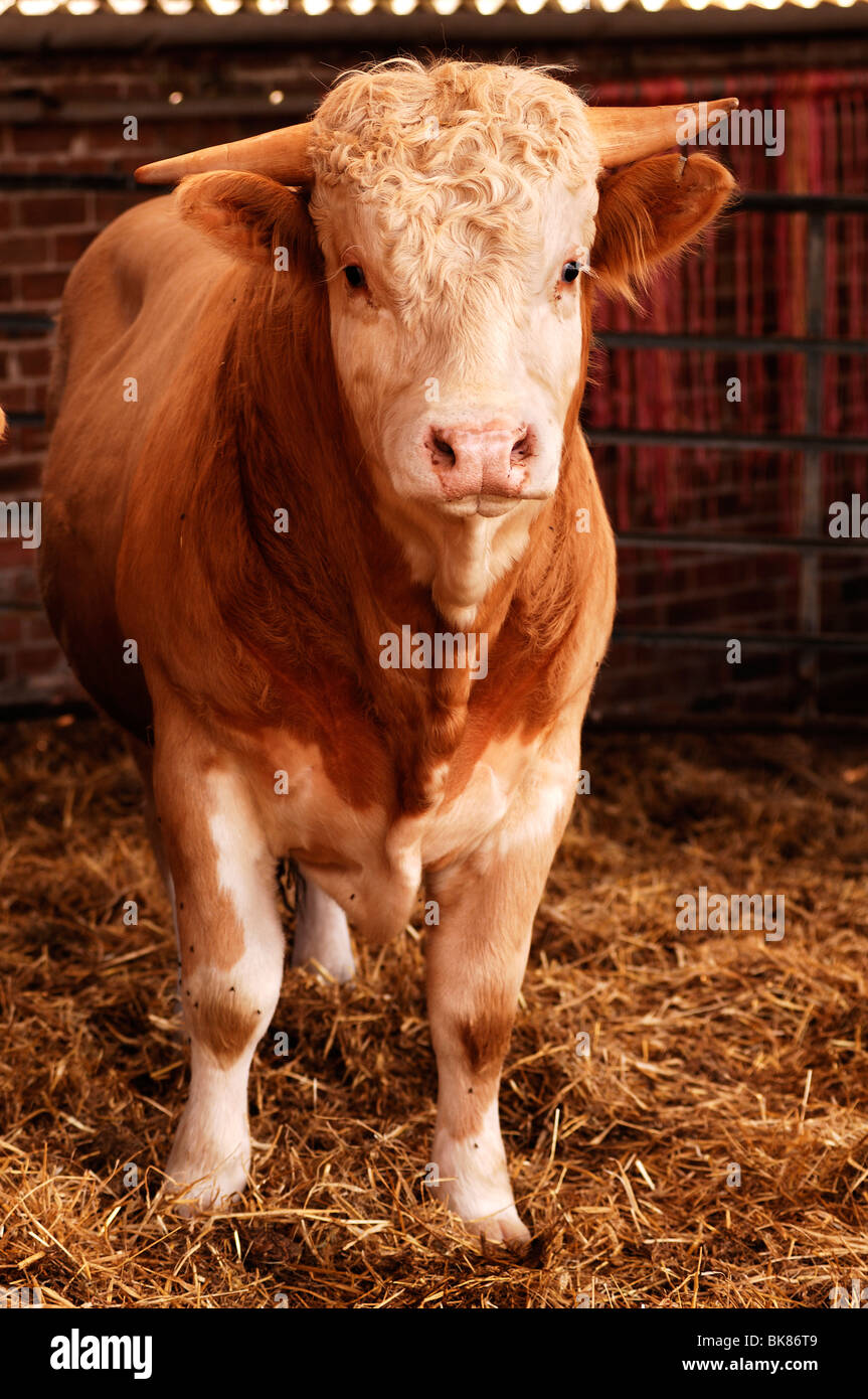 Bull on stock farm hi-res stock photography and images - Alamy