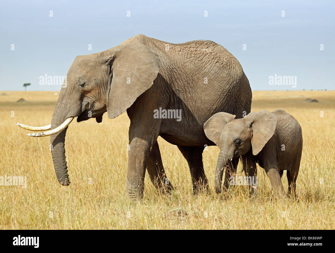 Elephant with cub hi-res stock photography and images - Alamy