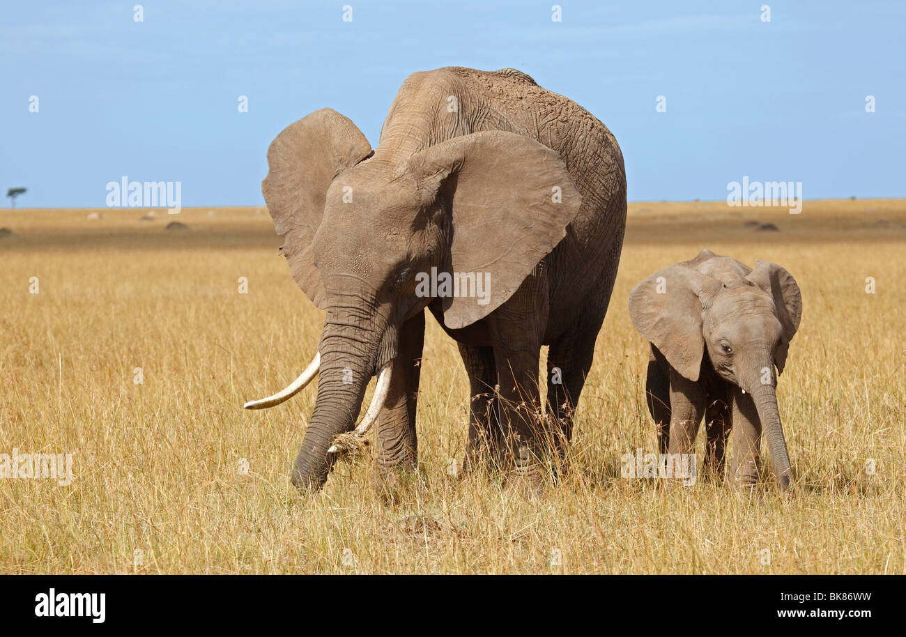 Elephant and its cub hi-res stock photography and images - Alamy