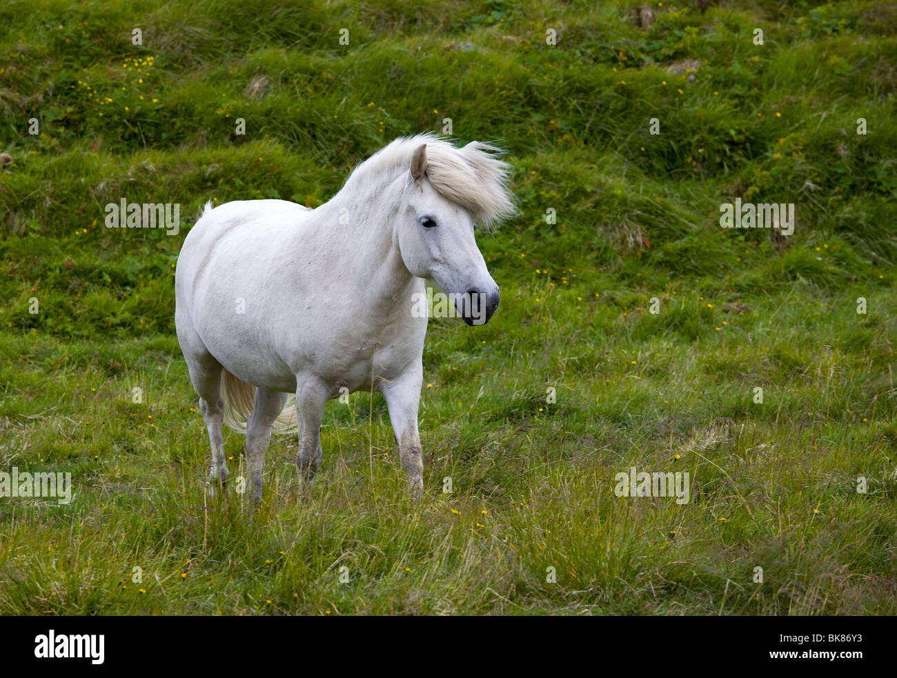 Pony stehend hi-res stock photography and images - Alamy