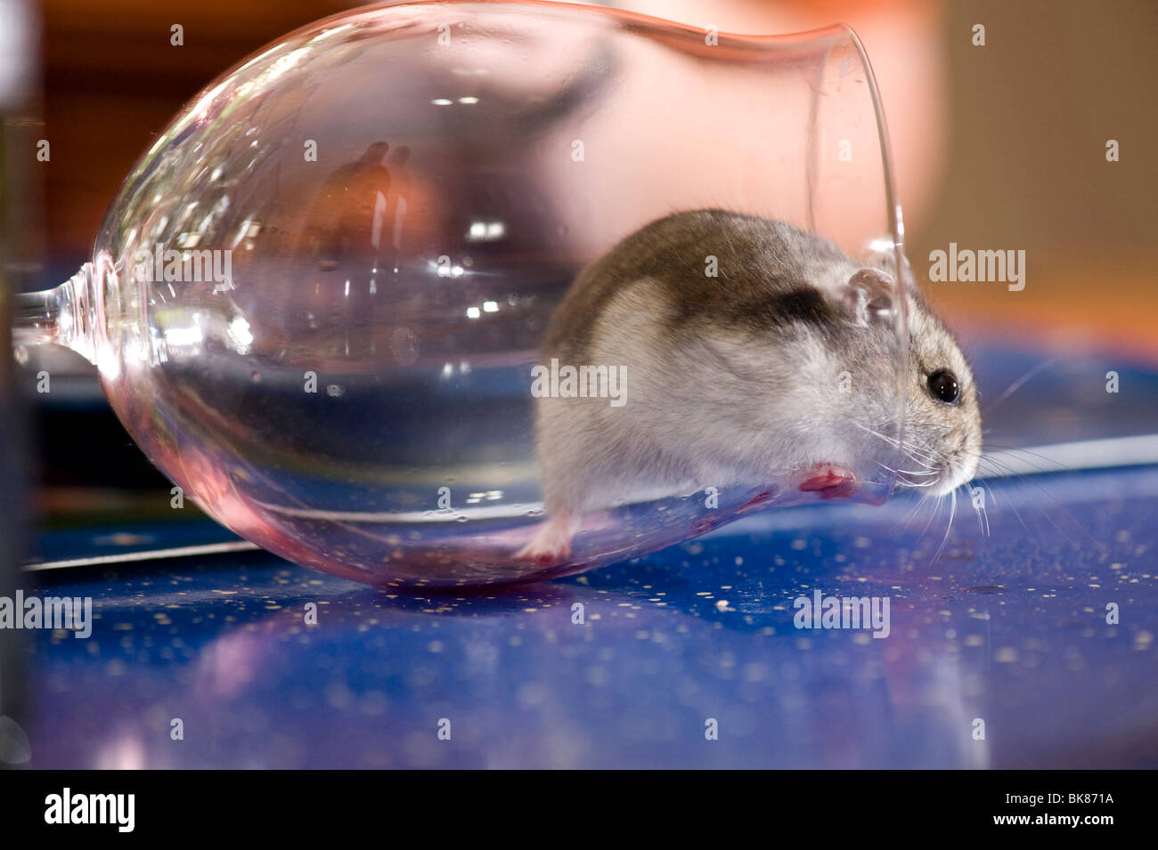 Dwarf Hamster (Phodopus Stock Photo - Alamy