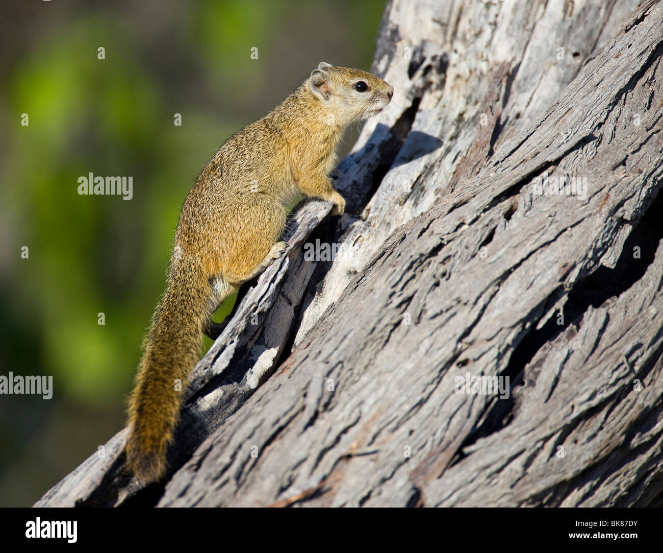 Smith Bush Squirrel High Resolution Stock Photography and Images - Alamy