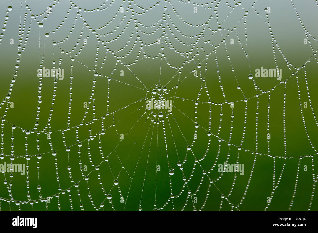 Spider web with dew drop hi-res stock photography and images - Alamy