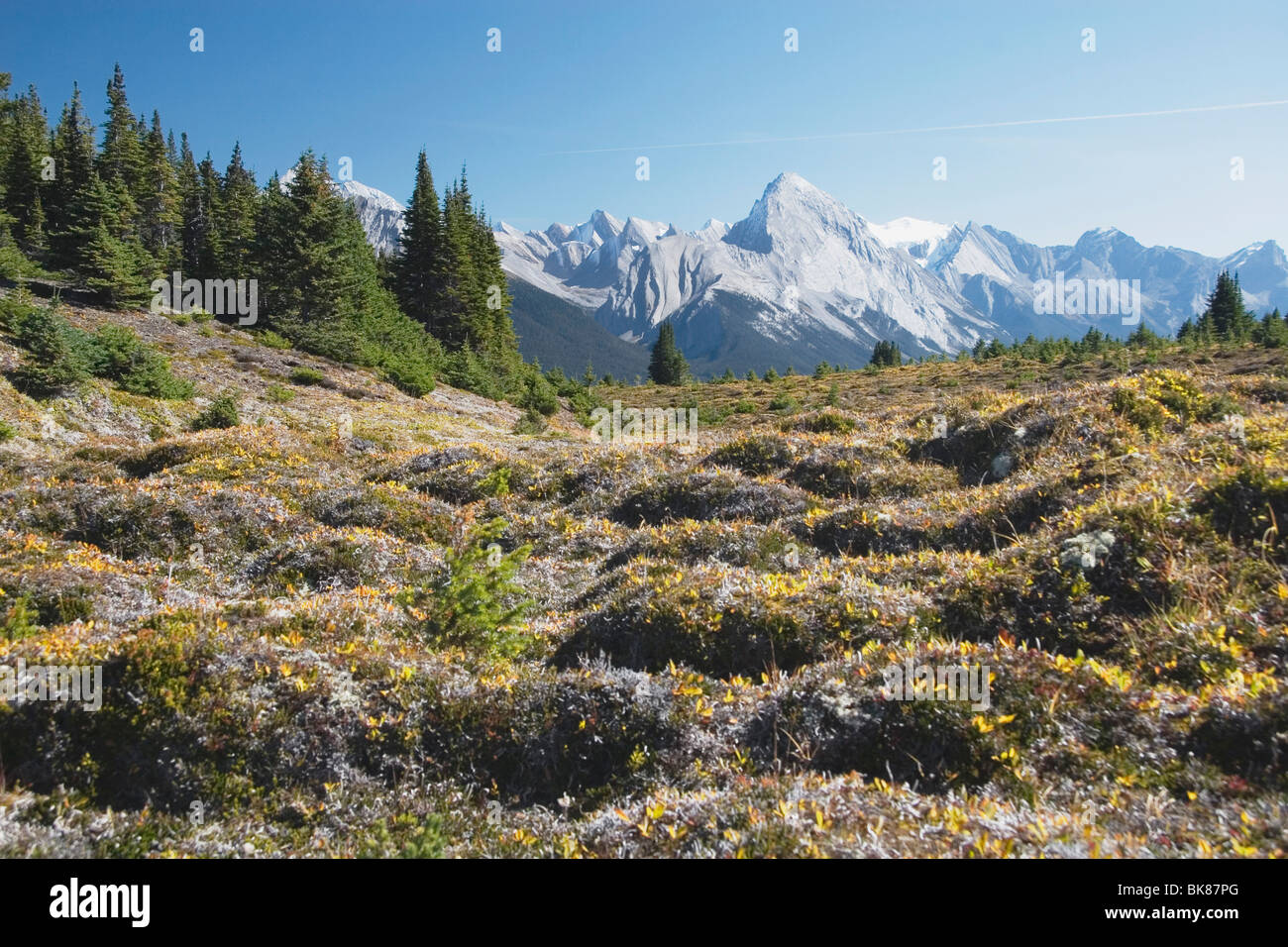 Wildflowers jasper national park canada hi-res stock photography and ...