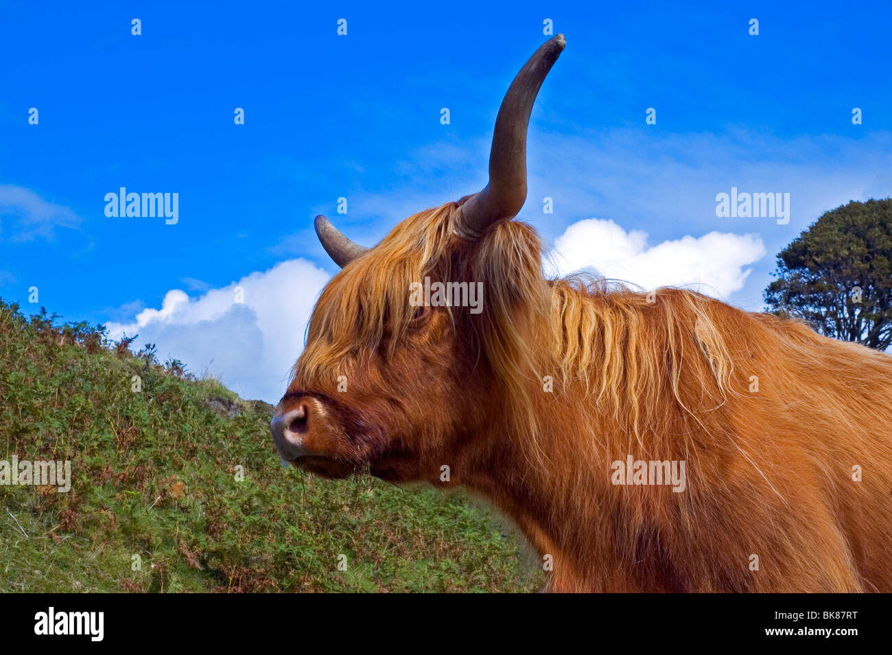 Scottish Highland Cattle with Big Horn Stock Photo - Alamy