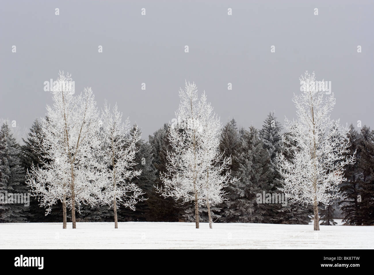 Frost On Trees, Calgary, Alberta, Canada Stock Photo - Alamy