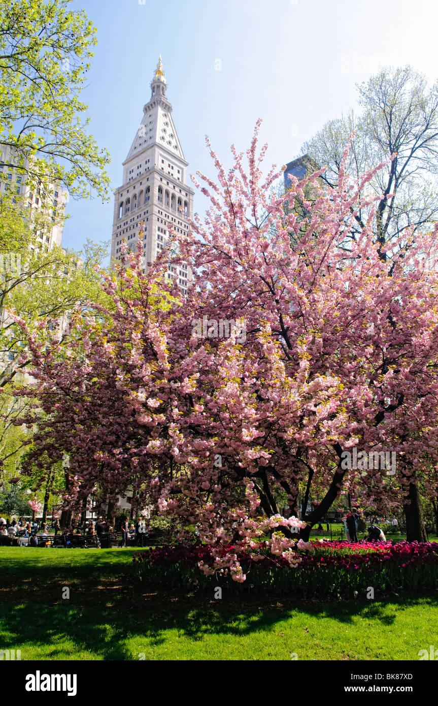 NEW YORK, NY - New York's Madison Square on a spring day with flowers ...