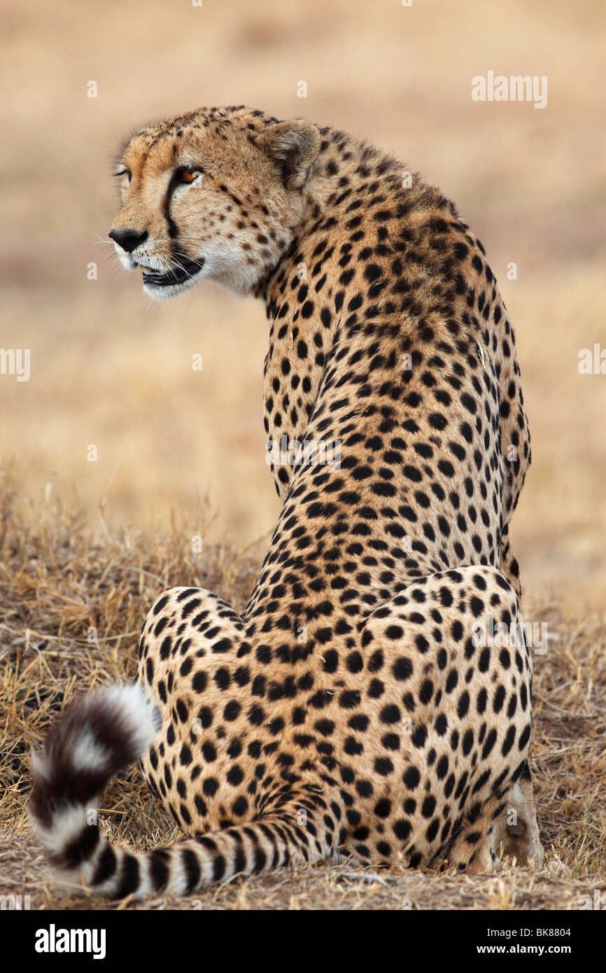 Cheetah (Acinonyx jubatus), back Stock Photo - Alamy