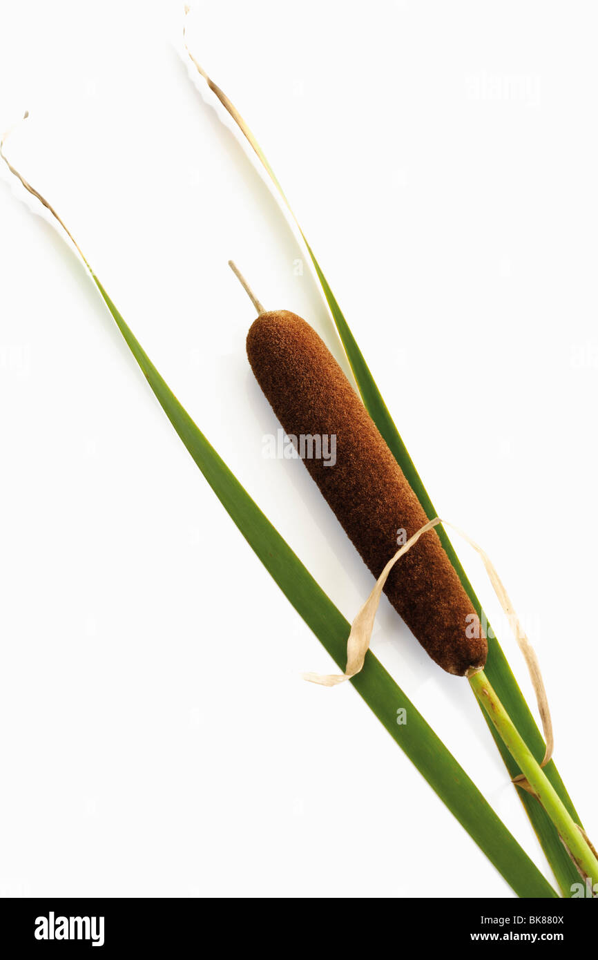 Cattail parts hi-res stock photography and images - Alamy