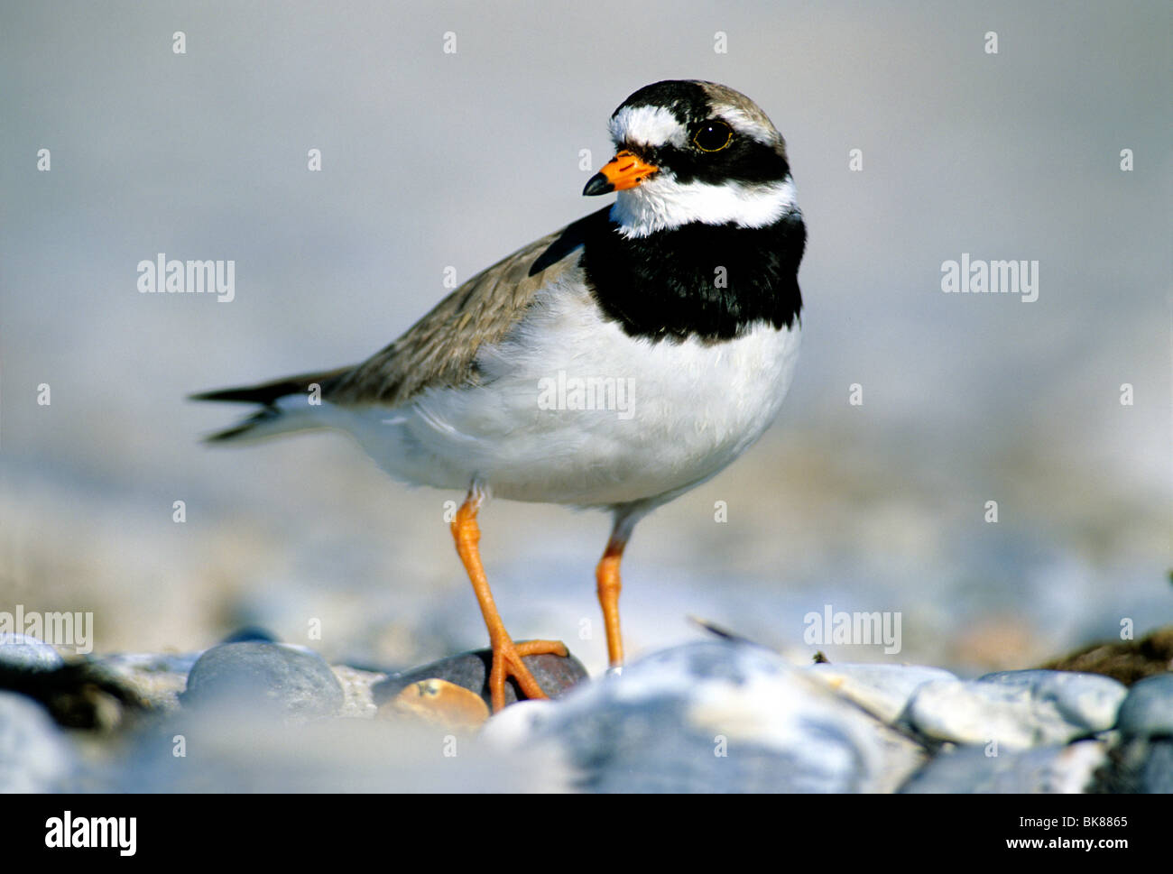 Male ringed plover on hi-res stock photography and images - Alamy