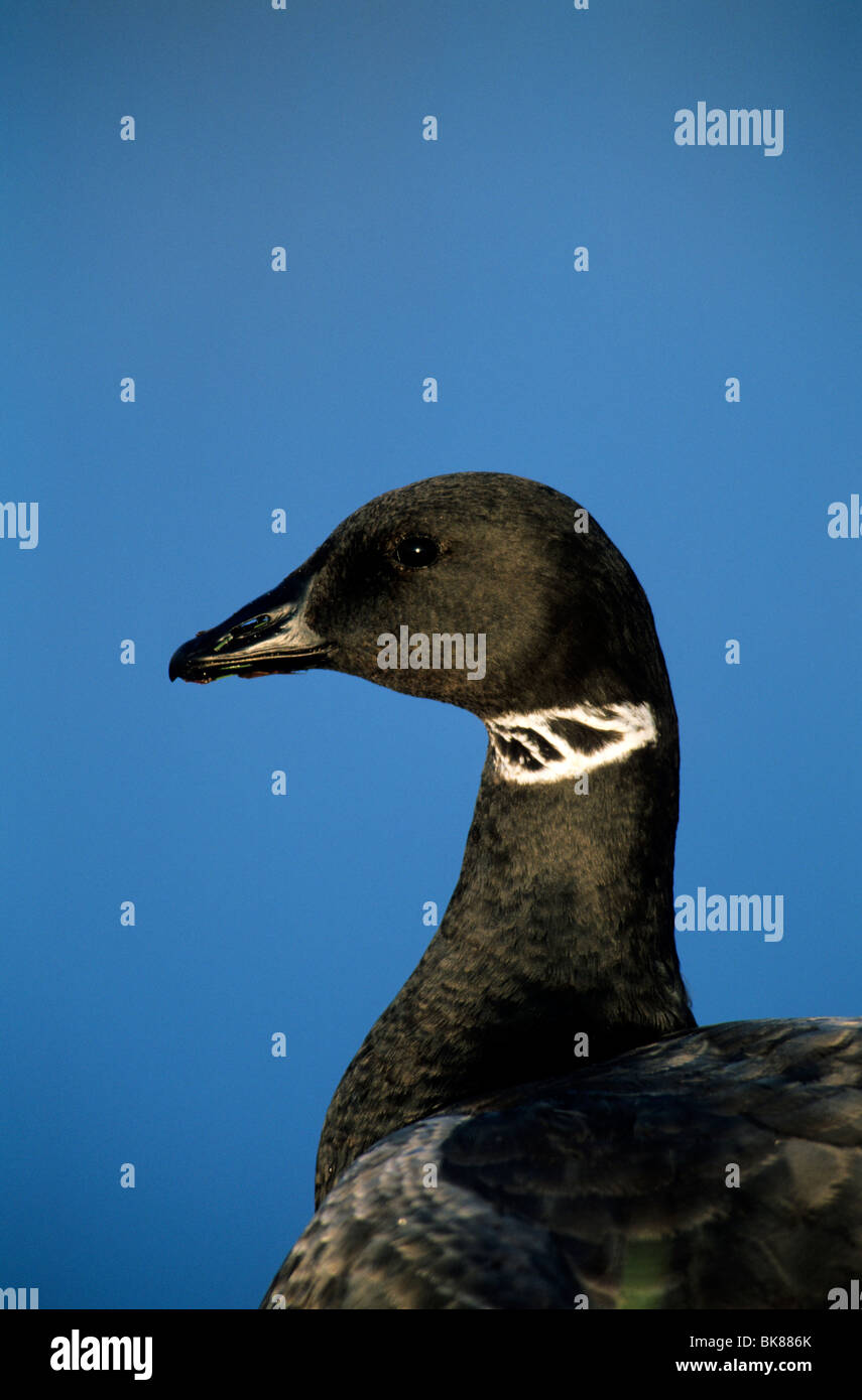 Brant goose hi-res stock photography and images - Alamy