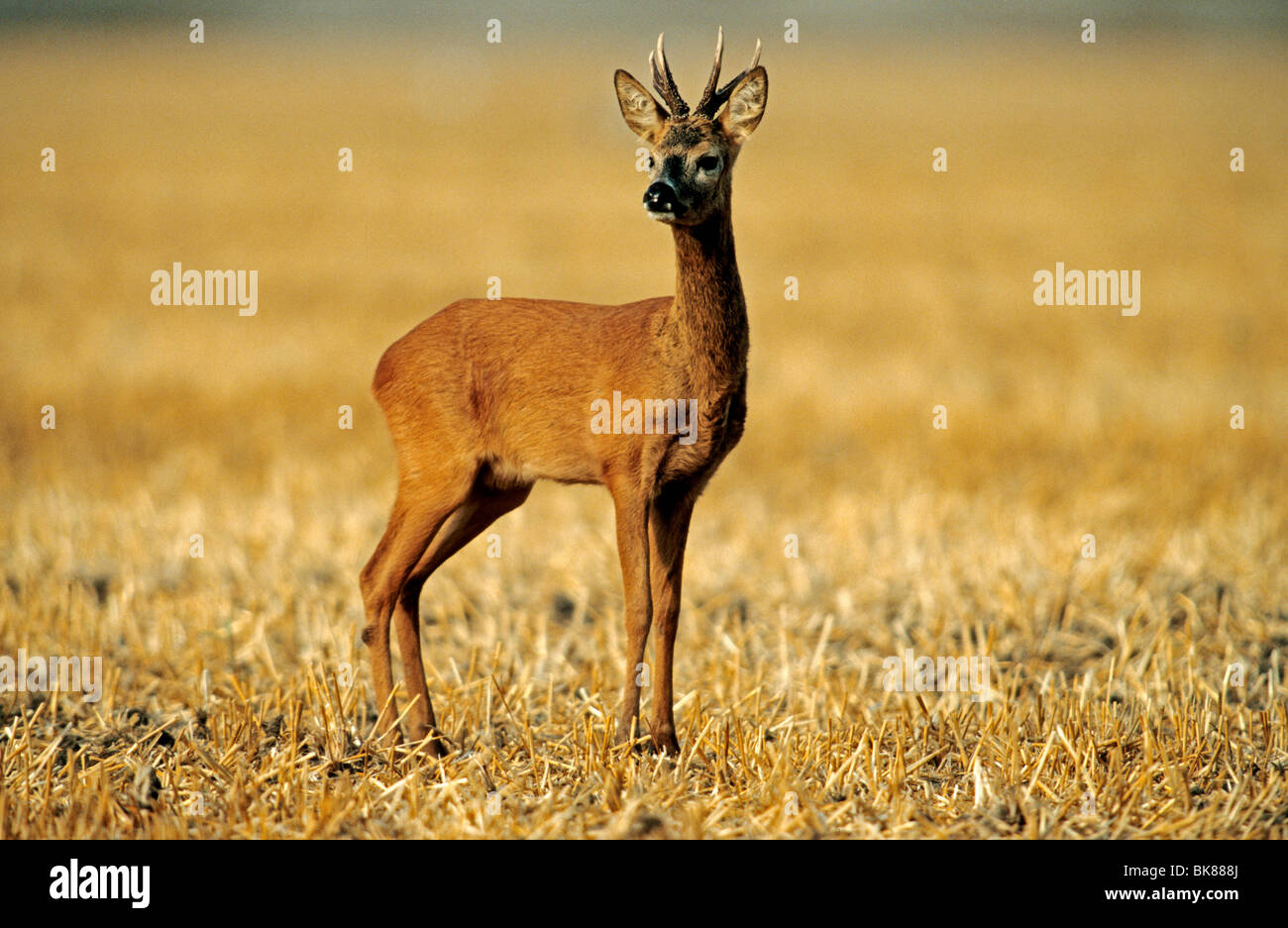 European Roe Deer (Capreolus capreolus), roebuck standing cautiously in ...