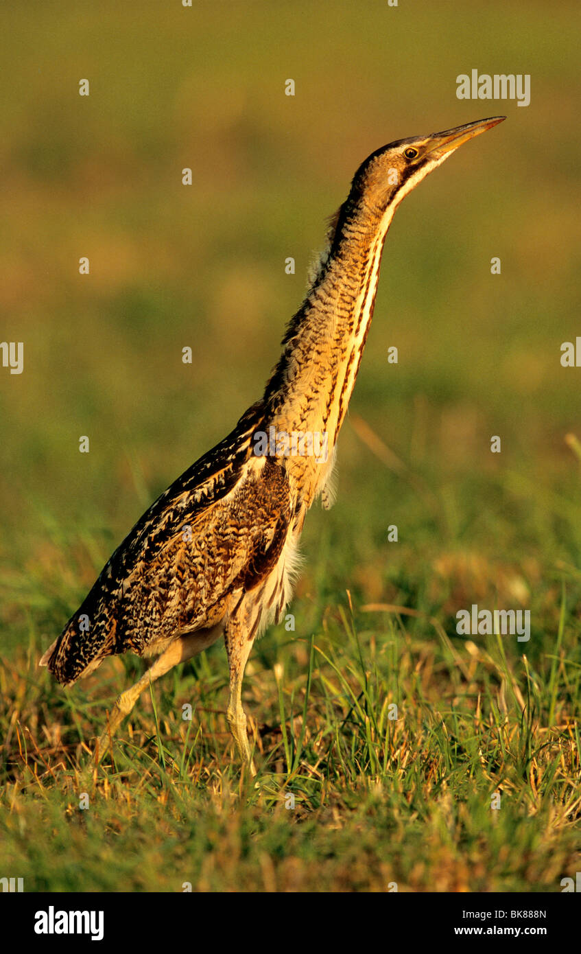 Eurasian Bittern or Great Bittern (Botaurus stellaris), standing in the ...