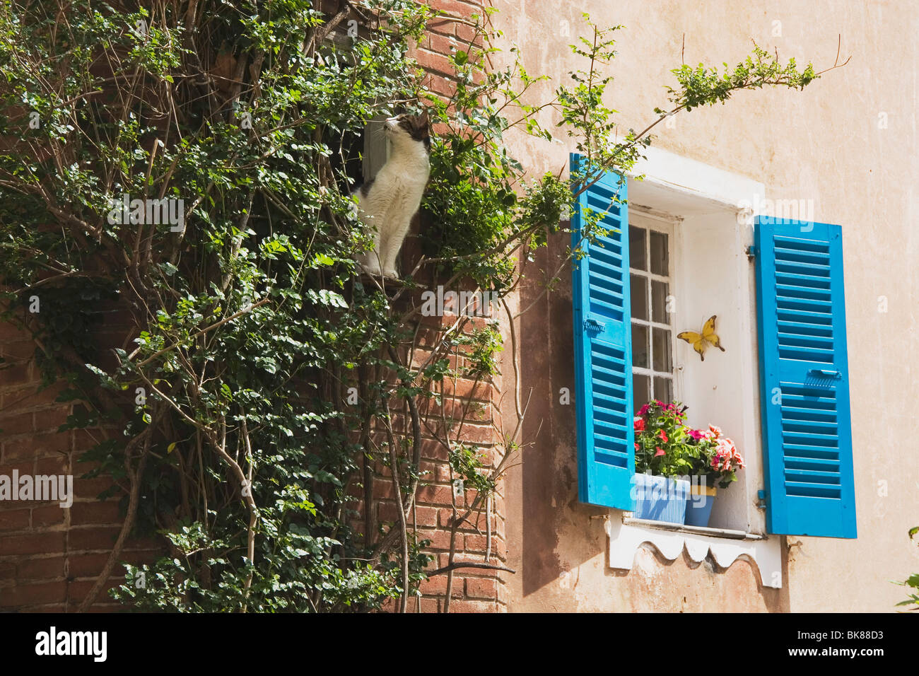 Side Of A Building With Blue Shutters Stock Photo - Alamy