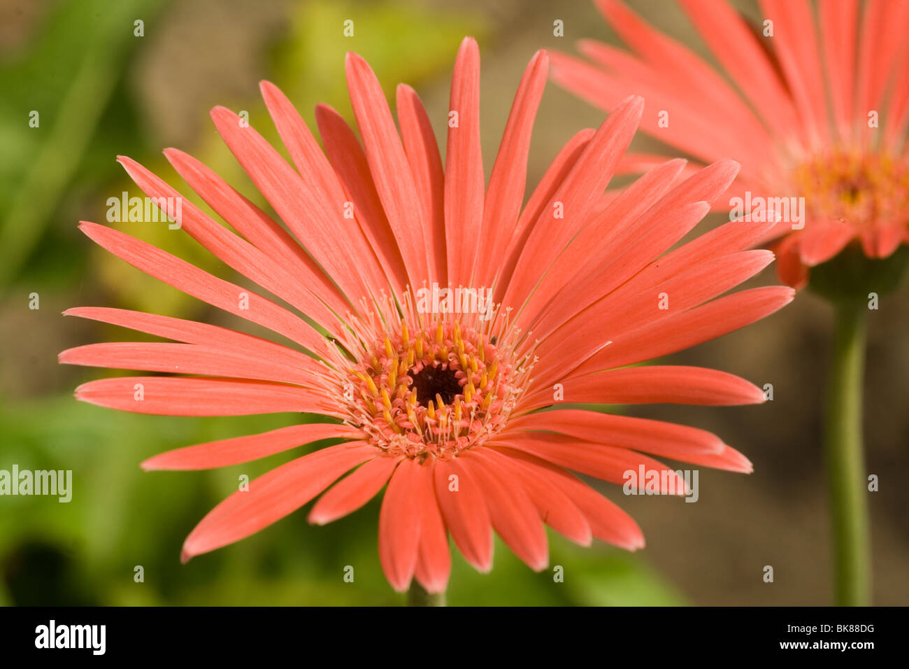 Dalia flower in bloom in kerala Stock Photo - Alamy