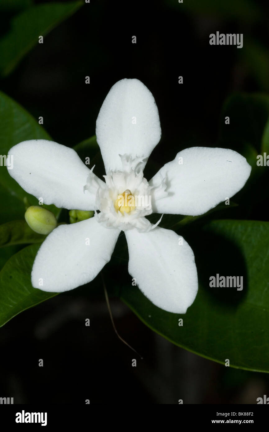 A white garden flower with center petals which looks like burning fire ...