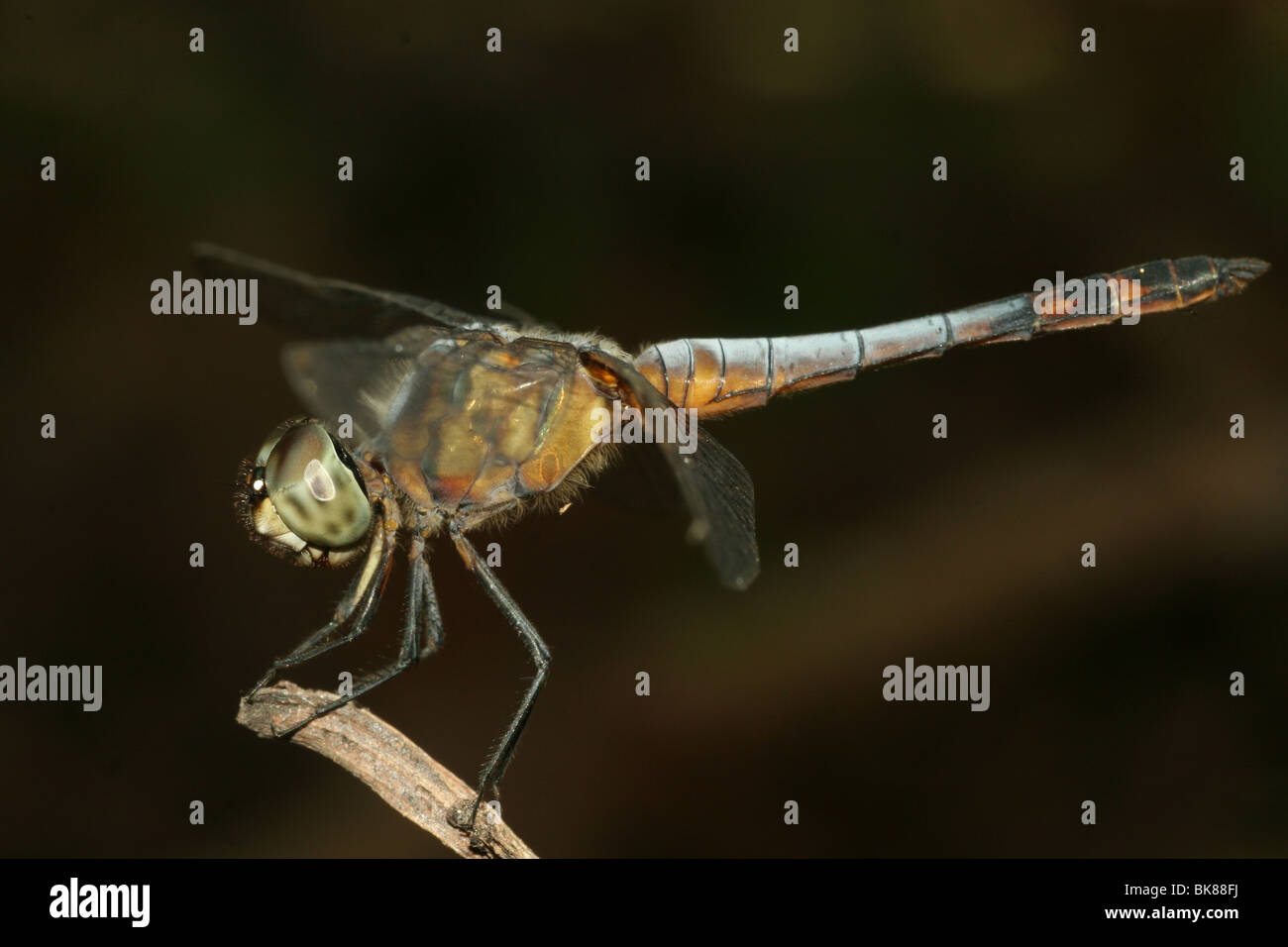 Dragonfly sitting on a twig closeup macro Stock Photo - Alamy