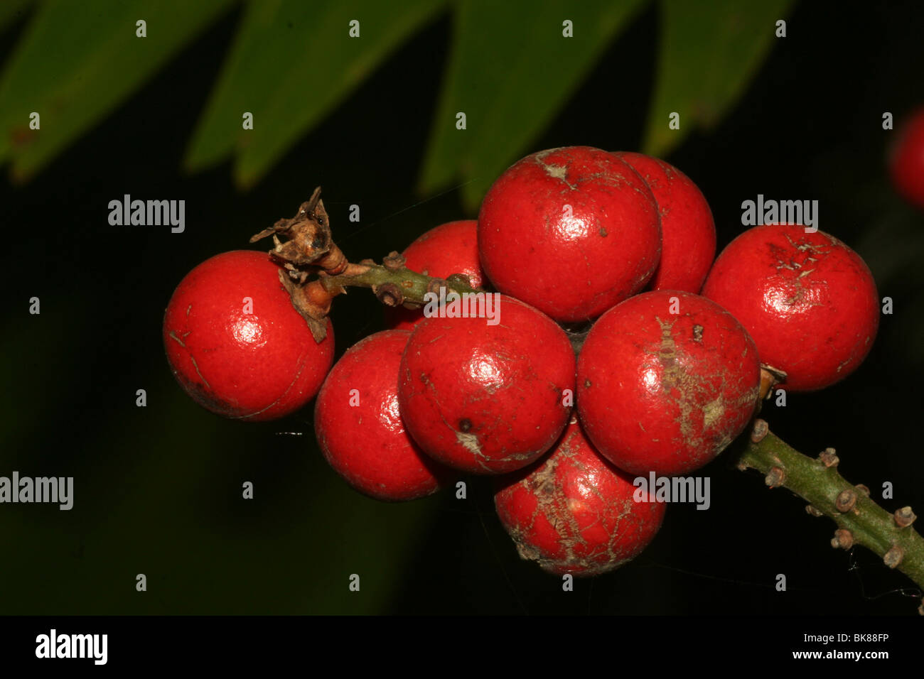 Bright red fruits of garden palm Stock Photo - Alamy