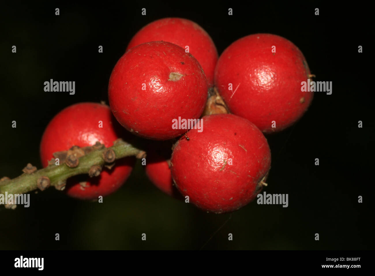 Red palm tree berries hi-res stock photography and images - Alamy