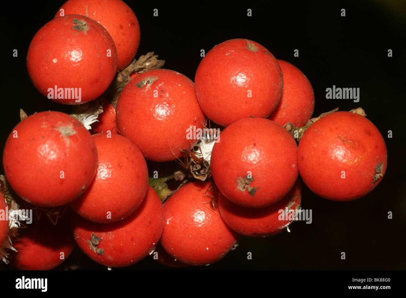 Red palm tree berries hi-res stock photography and images - Alamy