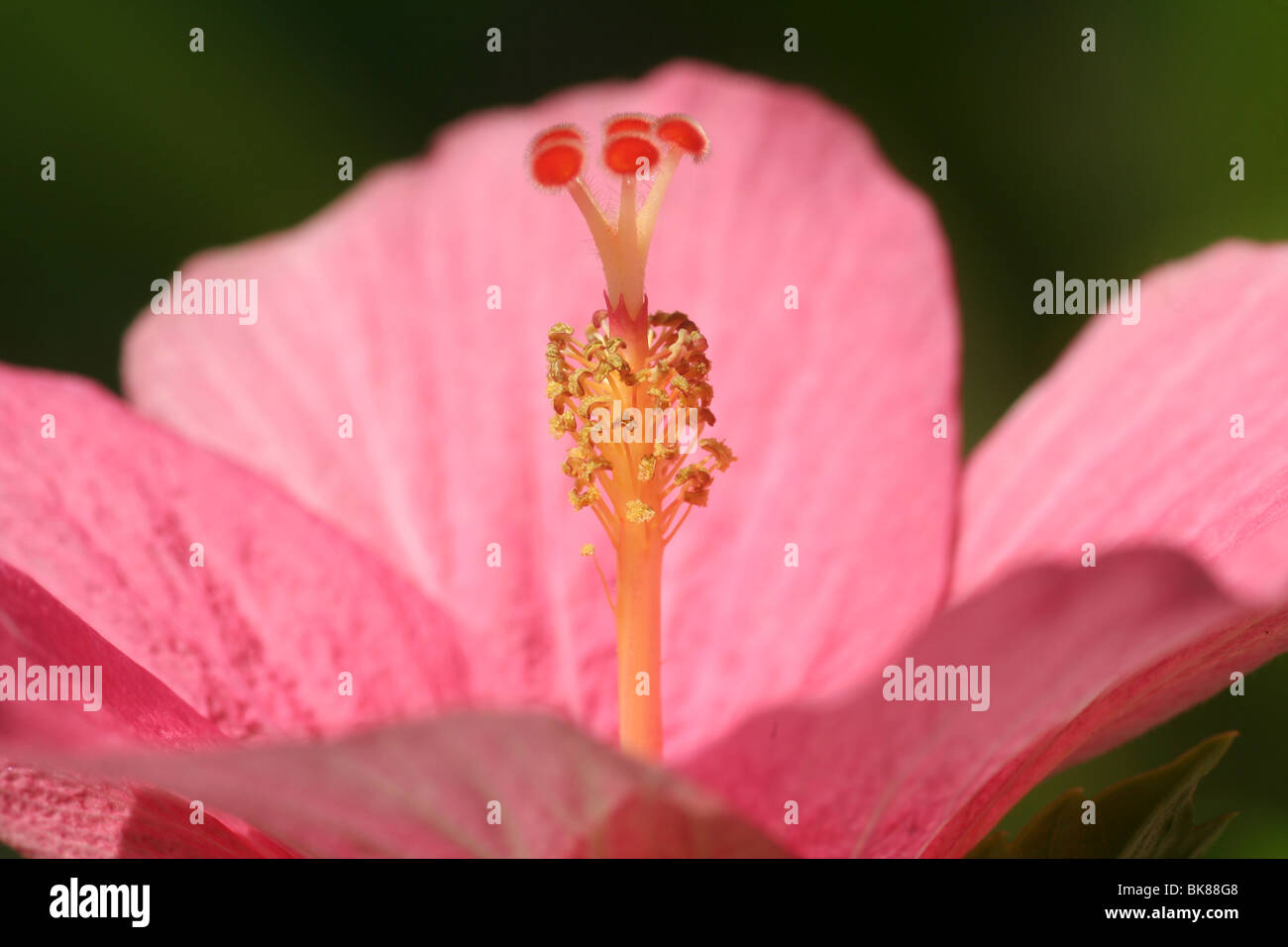 Hibiscus rosa sinensis flower or locally called as chembarathi Stock ...