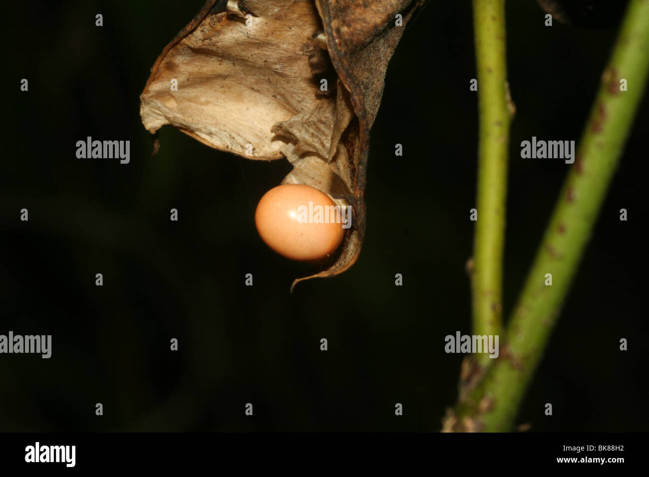 Seed of a wild creeper looking exactly like a ducks egg Stock Photo - Alamy