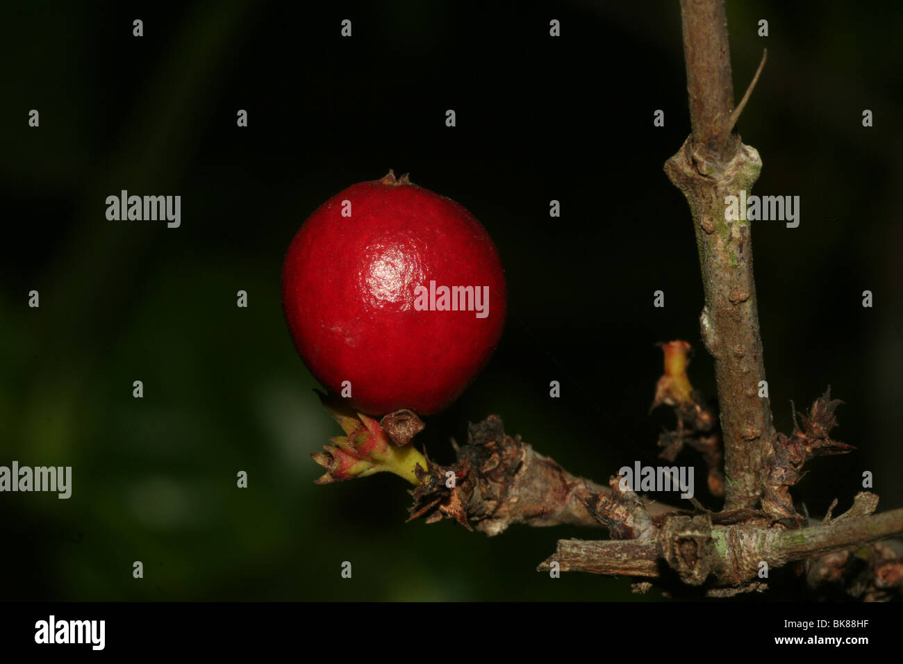 Chethi Ixora coccinea Rubiaceae seed or fruit Stock Photo - Alamy