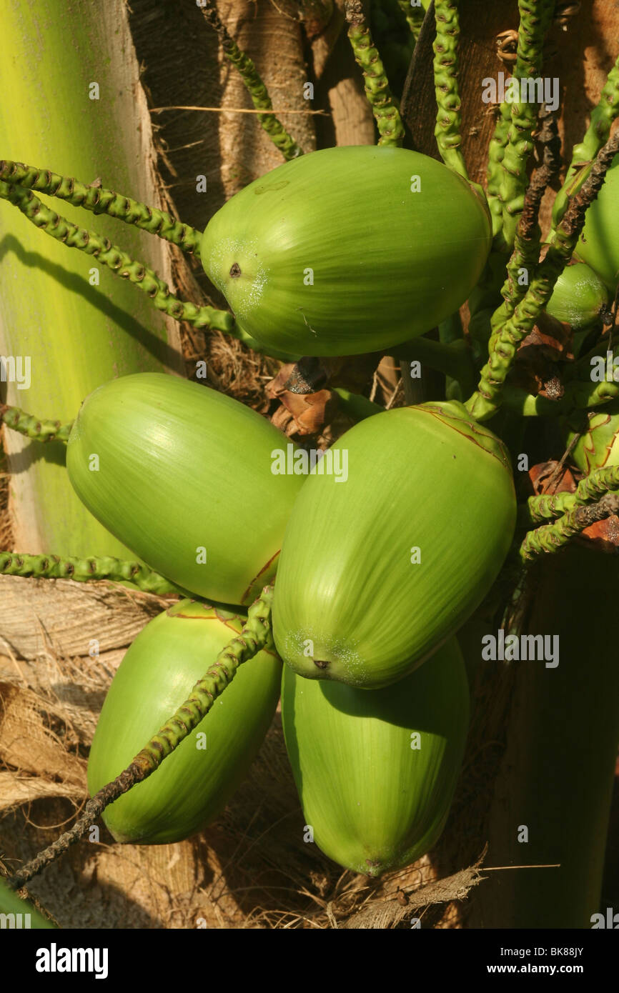Cluster of green coconuts close-up hanging on palm tree Stock Photo - Alamy