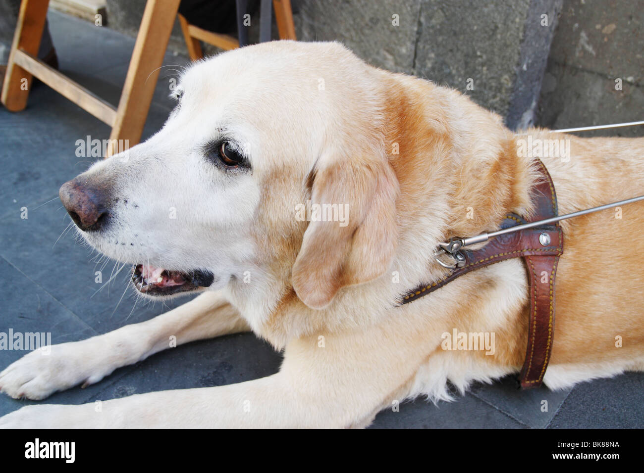 Guide dog blind hi-res stock photography and images - Alamy