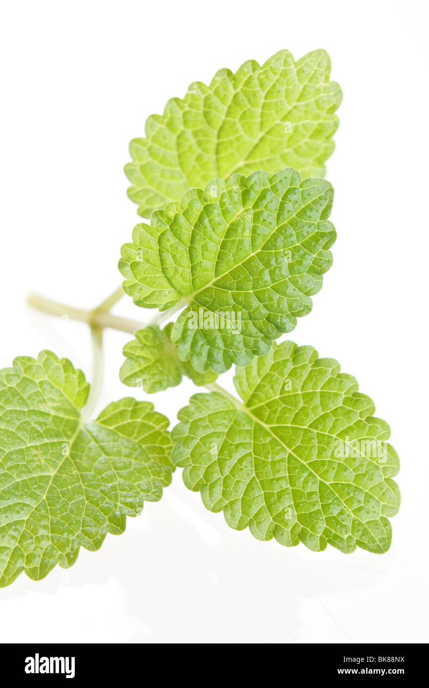 Green leaves lemon tree Cut Out Stock Images & Pictures - Alamy