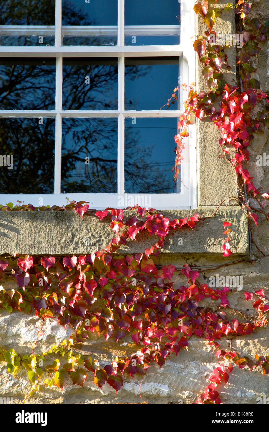 part of window and wall covered with ivy Stock Photo - Alamy