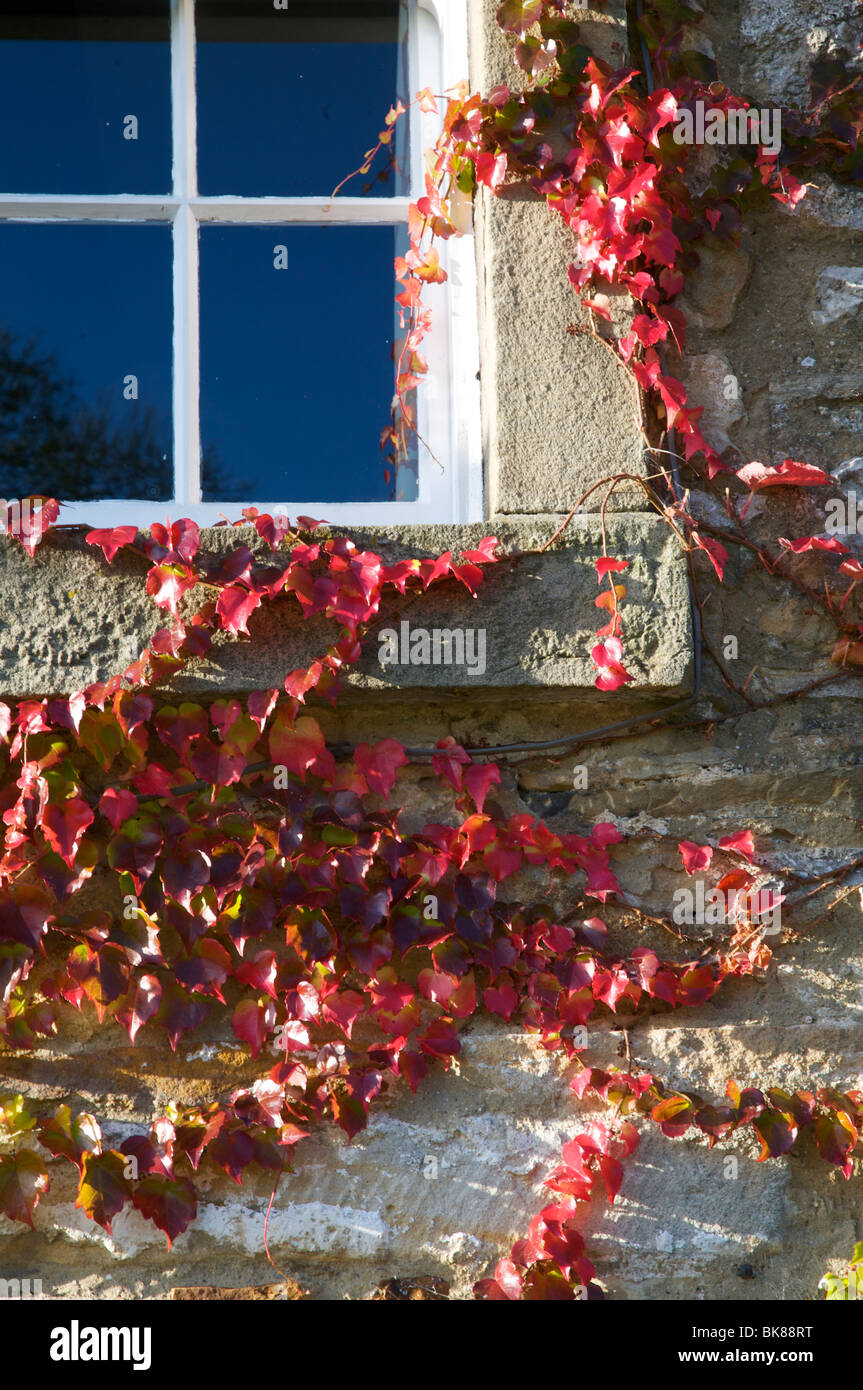 part of window and wall covered with ivy Stock Photo - Alamy