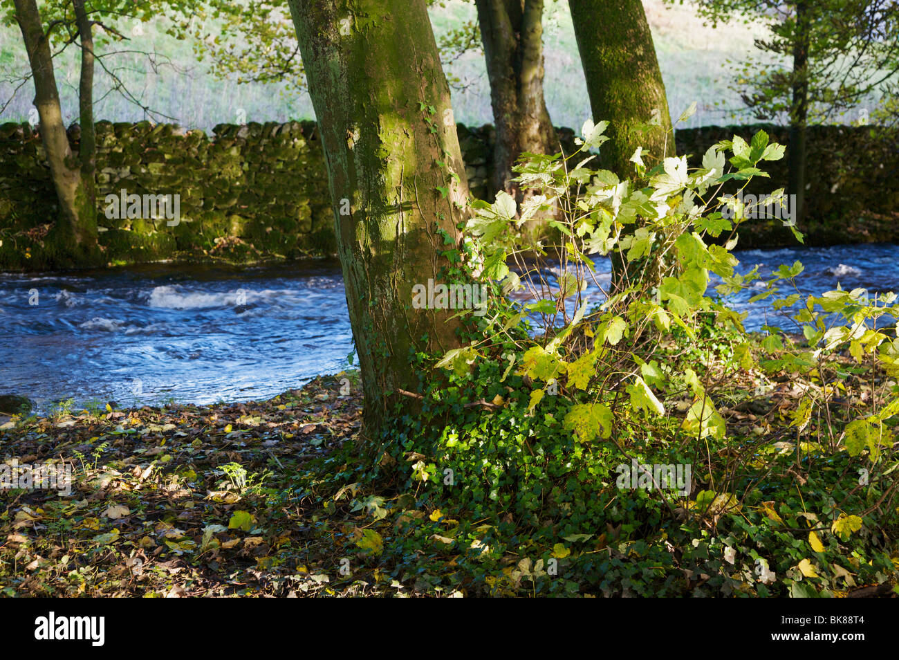 woodland stream with treas and shady path alongside Stock Photo - Alamy