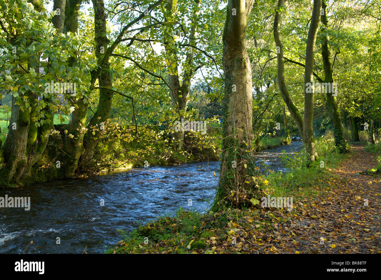 woodland stream with treas and shady path alongside Stock Photo - Alamy