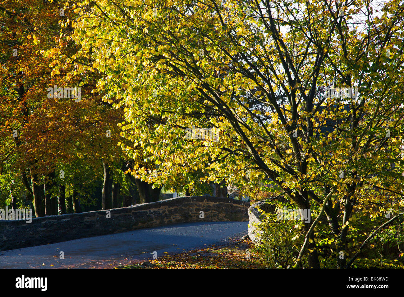 Trees overhanging road hi-res stock photography and images - Alamy