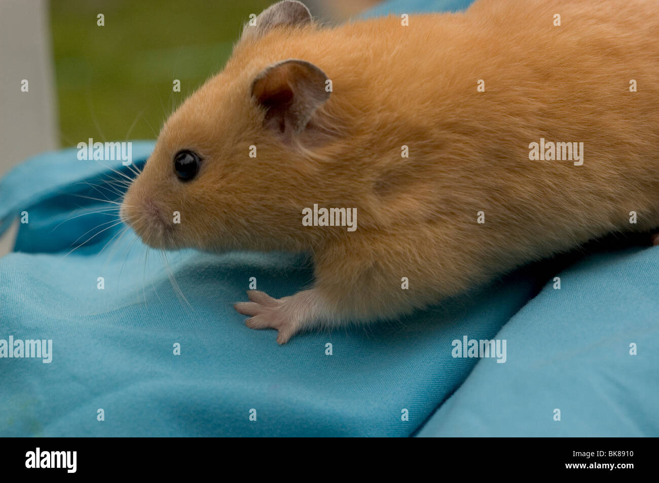 Golden Syrian Hampster Stock Photo - Alamy
