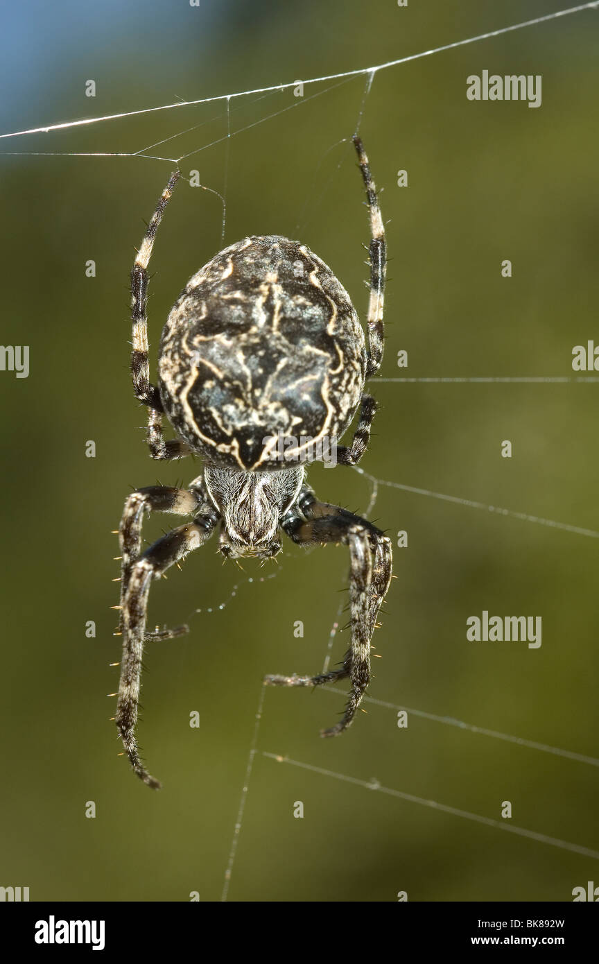 Bridge spider or gray cross spider (Larinioides sclopetarius Stock ...