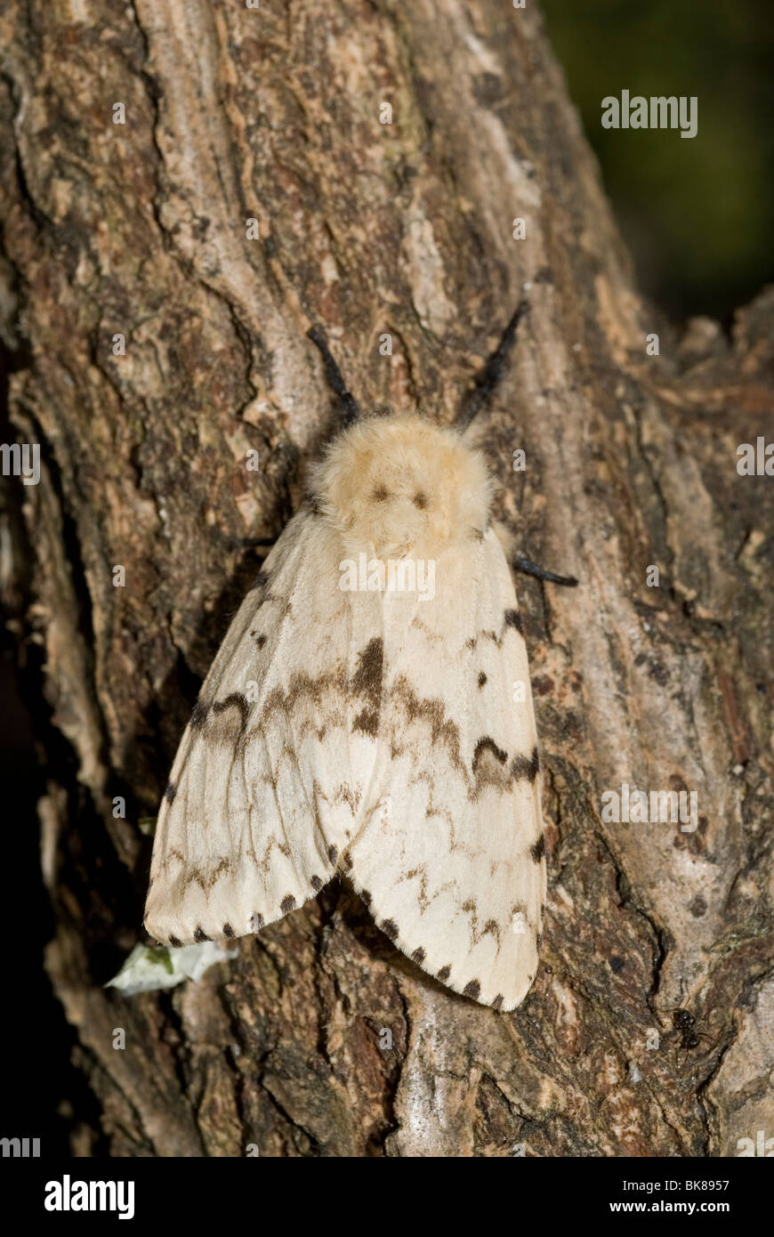 Female adult gypsy moth (Lymantria dispar Stock Photo - Alamy