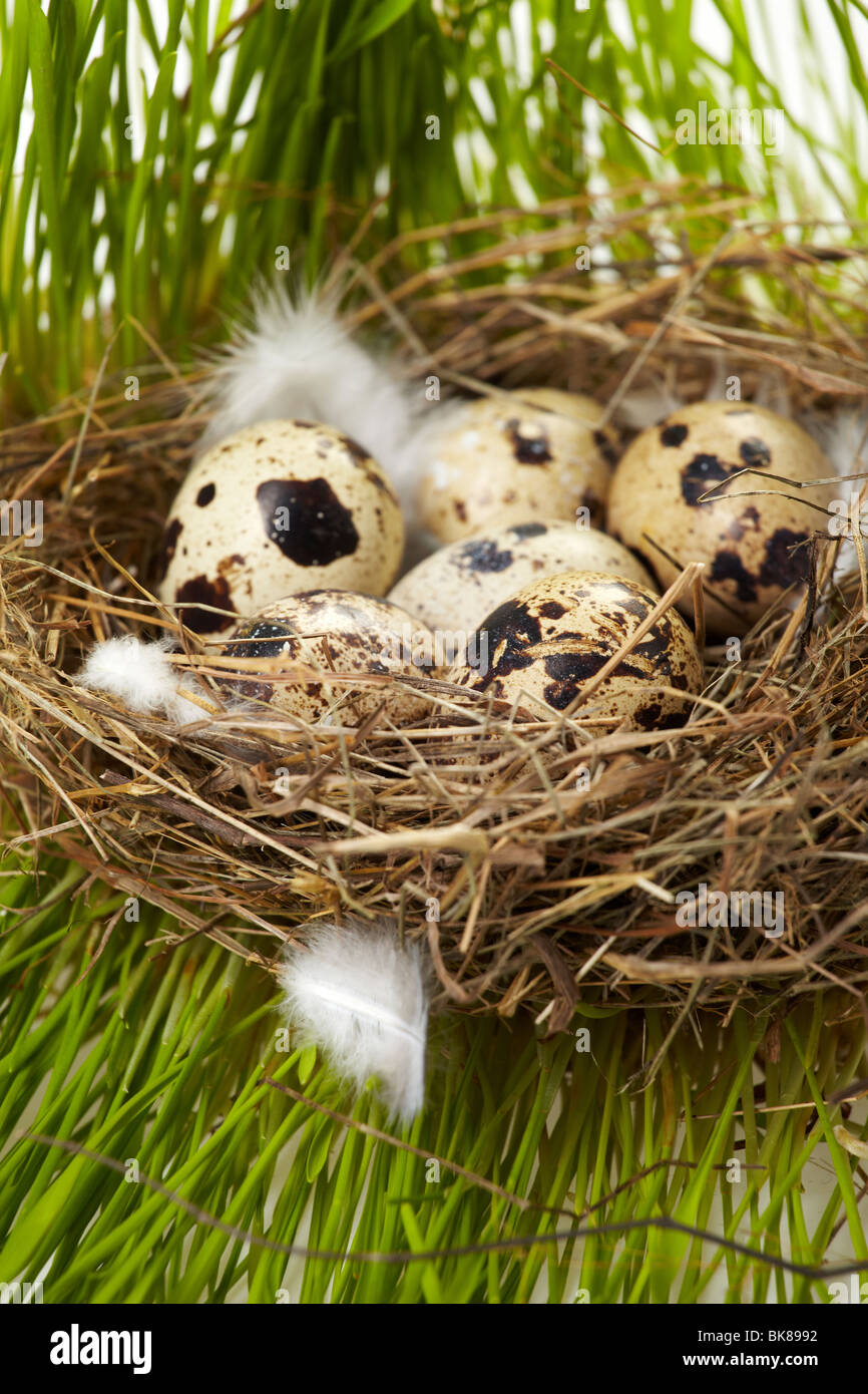 egg in a real nest Stock Photo - Alamy