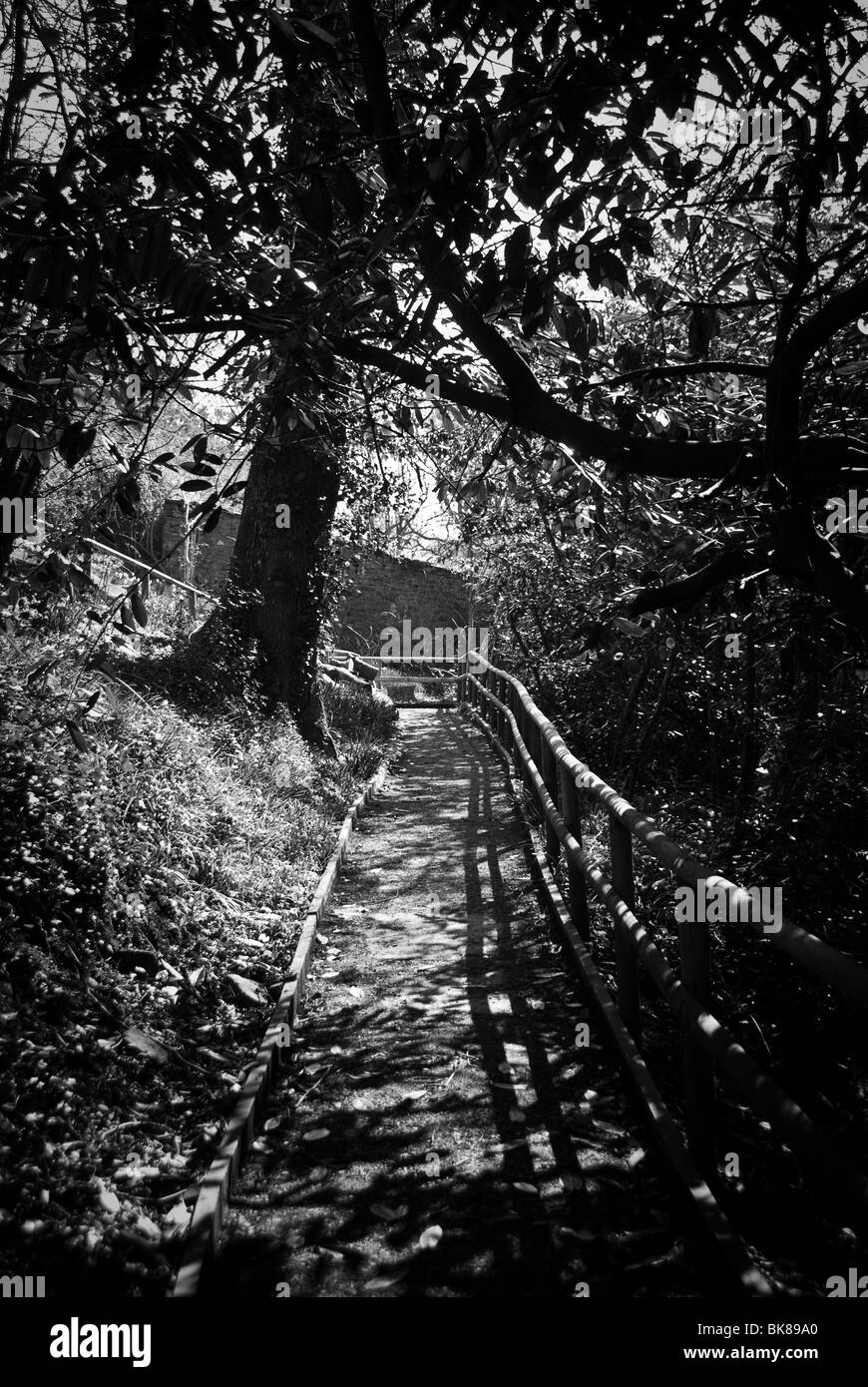 Tree lined path white Black and White Stock Photos & Images - Alamy