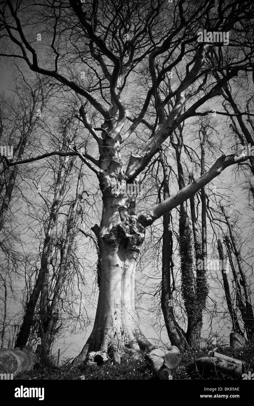 Large leafless sycamore in black & white Stock Photo - Alamy