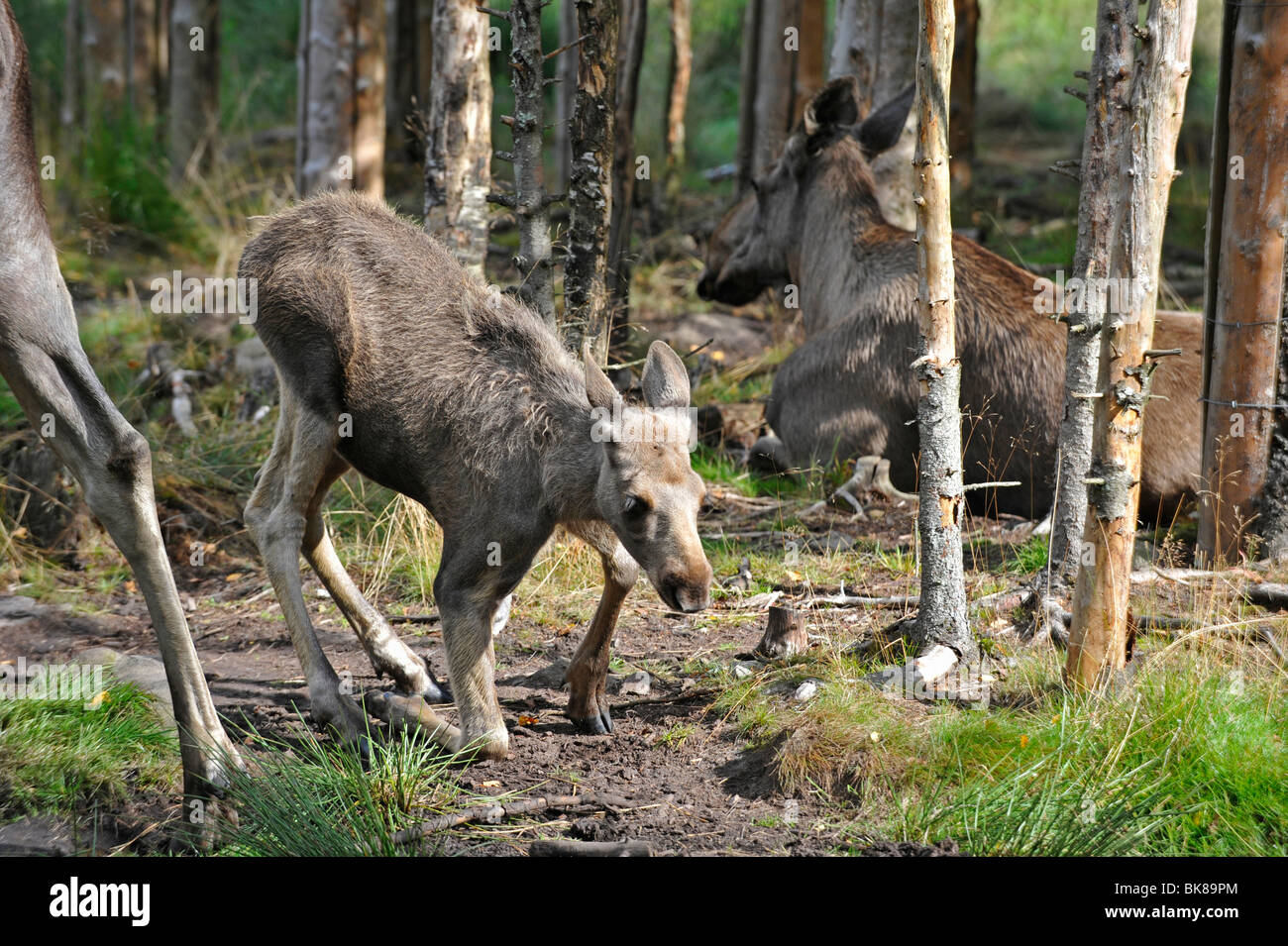 Elk calf in Elk Park near Lagan, Sweden, Europe Stock Photo - Alamy