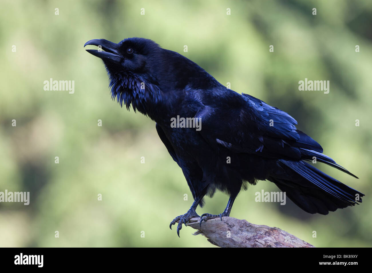 Raven side view photo hi-res stock photography and images - Alamy