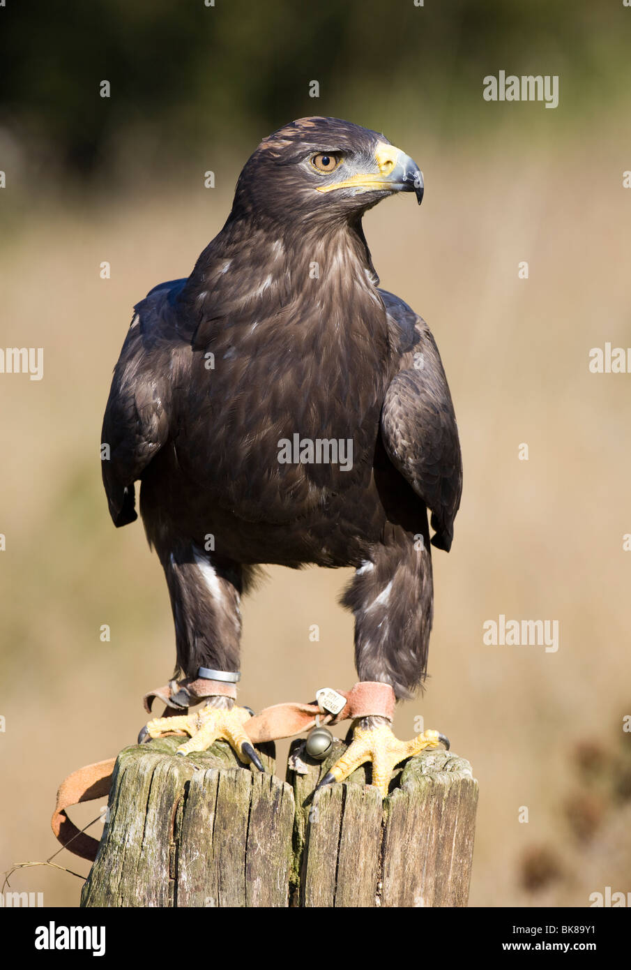 Vulkan eifel nature park hi-res stock photography and images - Alamy