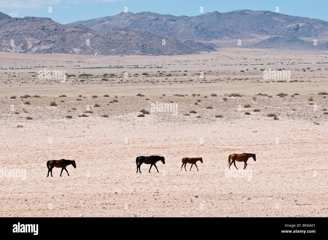 Wild Horses in the Namib Desert between Garub and Aus on the Road to ...
